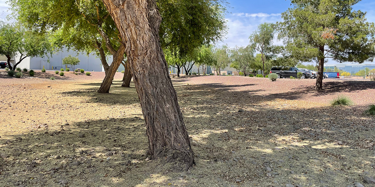 Earth Day 2022: Footprint and Groasis Help to Save the Planet One Tree ...